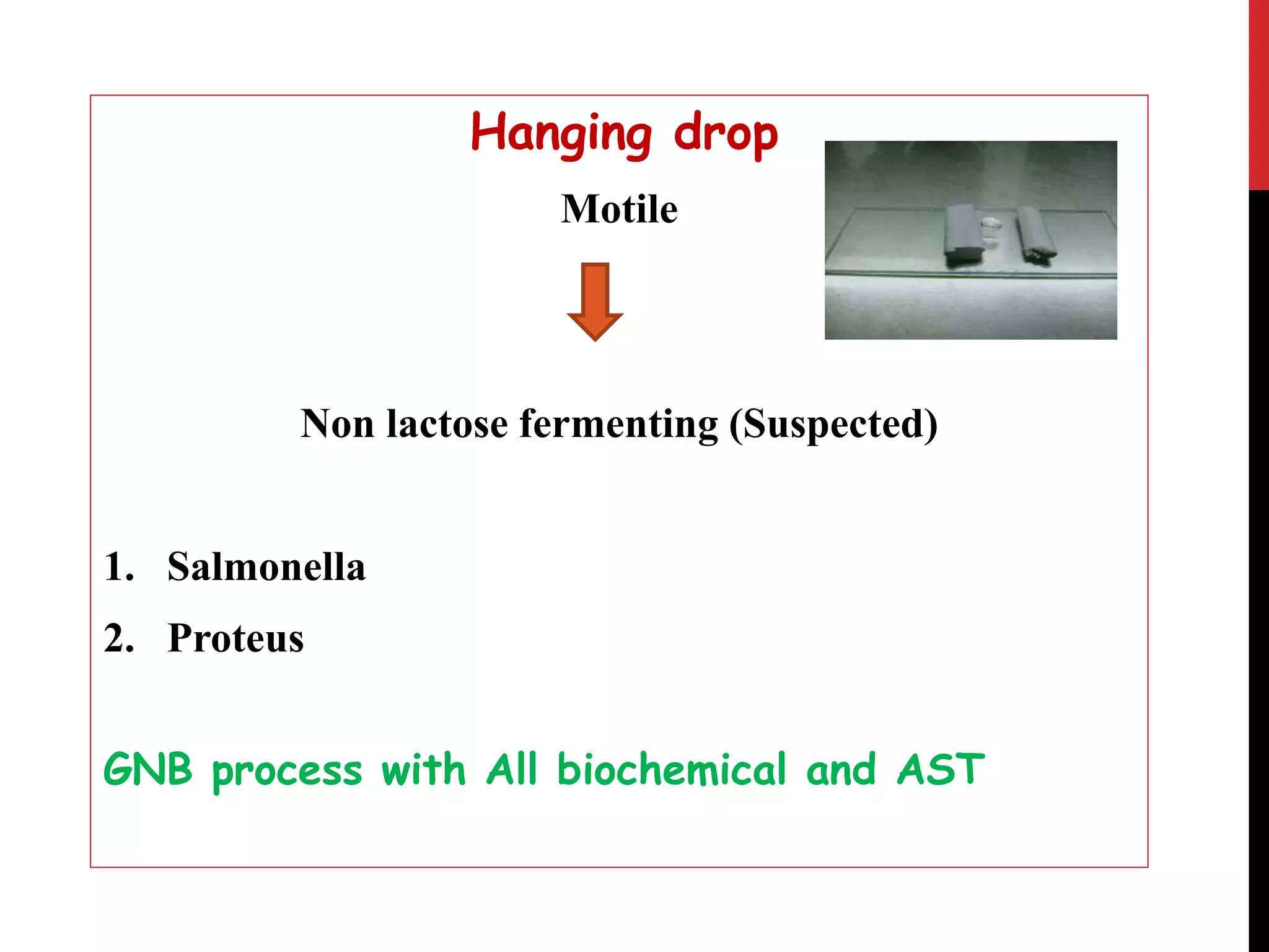 Clinical case presentation, Proteus mirabilis.pptx