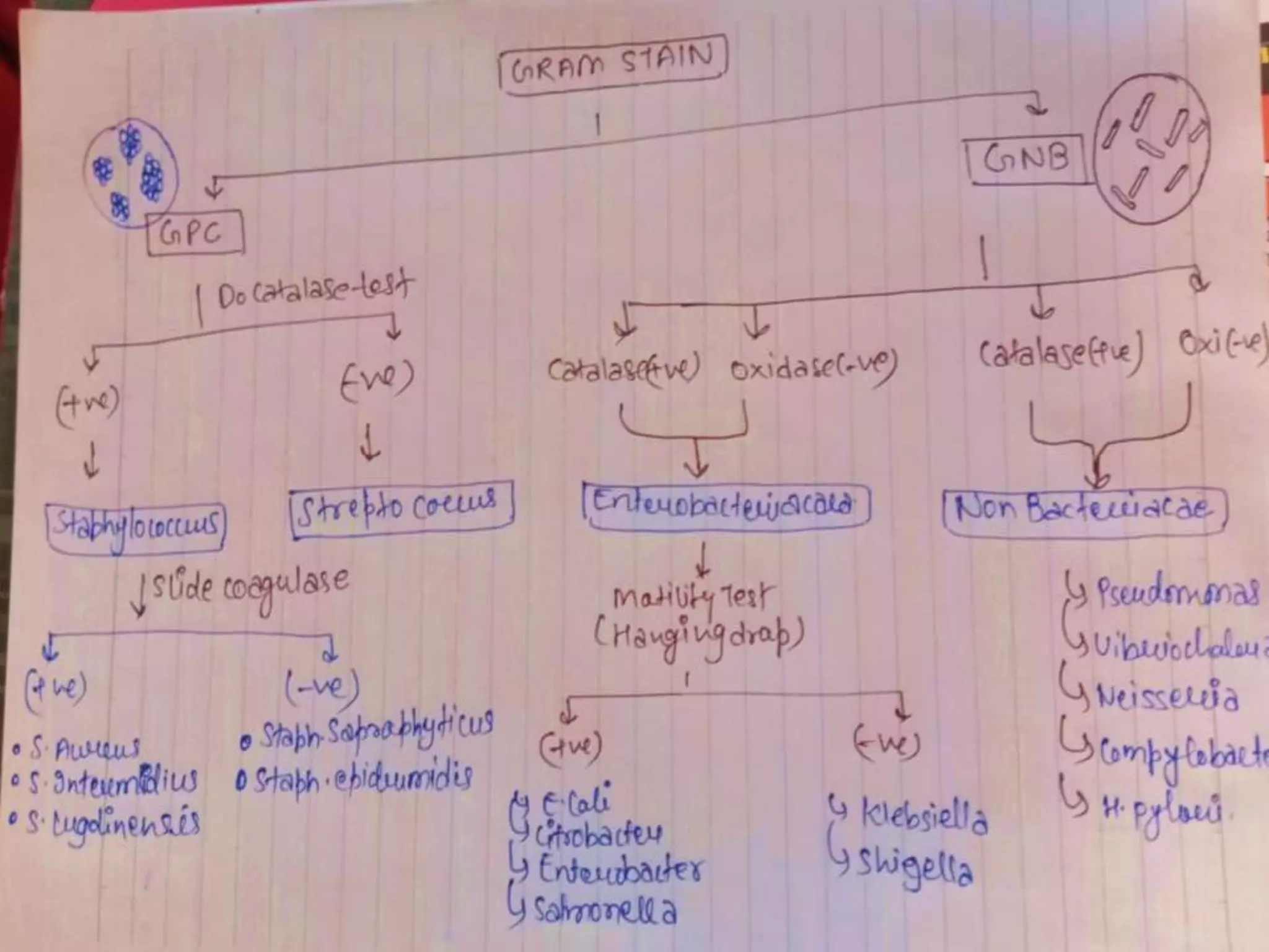 Clinical case presentation, Proteus mirabilis.pptx