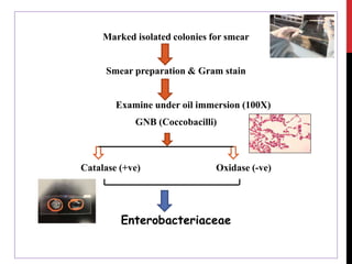 Clinical case presentation, Proteus mirabilis.pptx