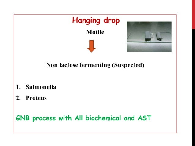 Clinical case presentation, Proteus mirabilis.pptx