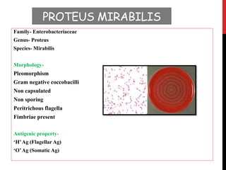 Clinical case presentation, Proteus mirabilis.pptx