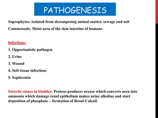 Clinical case presentation, Proteus mirabilis.pptx