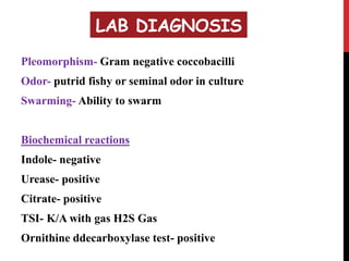Clinical case presentation, Proteus mirabilis.pptx