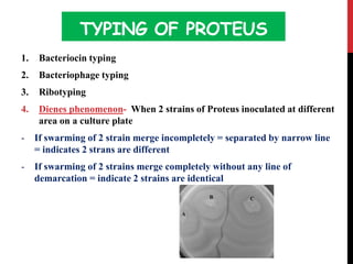 Clinical case presentation, Proteus mirabilis.pptx
