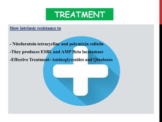 Clinical case presentation, Proteus mirabilis.pptx