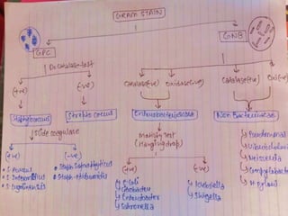Clinical case presentation, Proteus mirabilis.pptx