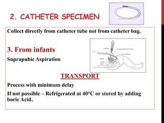 Clinical case presentation, Proteus mirabilis.pptx