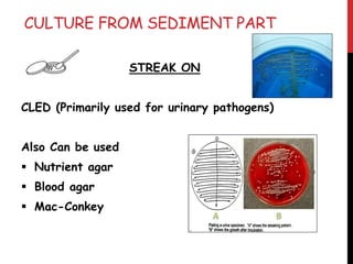 Clinical case presentation, Proteus mirabilis.pptx