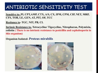 Clinical case presentation, Proteus mirabilis.pptx