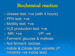 Proteus mahadi ppt | PDF