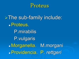 Proteus mahadi ppt | PDF