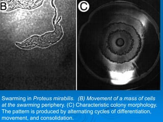 Proteus mahadi ppt | PDF