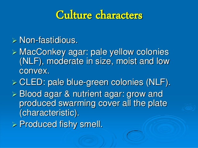 Morphology Culture Characteristics Of Proteus Vulgaris