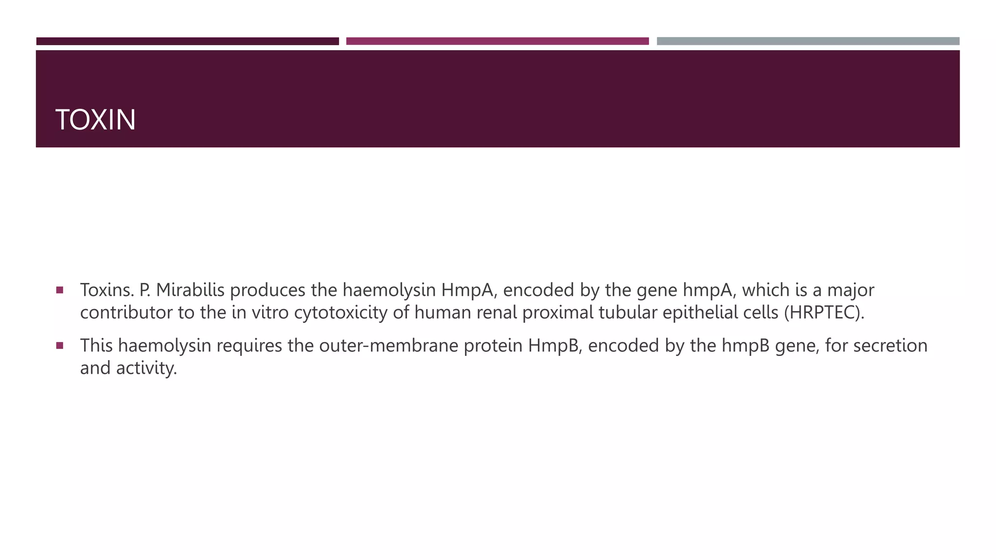 Proteus Mirabilis.pptx