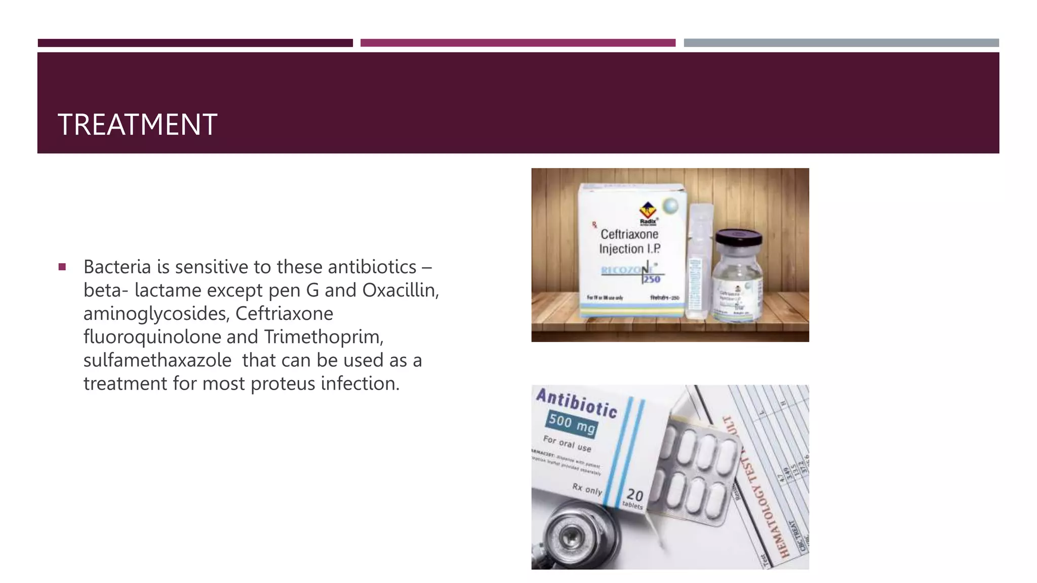 Proteus Mirabilis.pptx