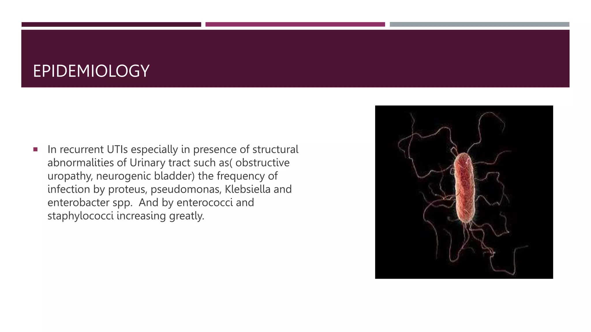 Proteus Mirabilis.pptx