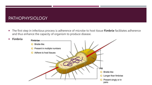 Proteus Mirabilis.pptx | Infectious Diseases | Diseases and Conditions
