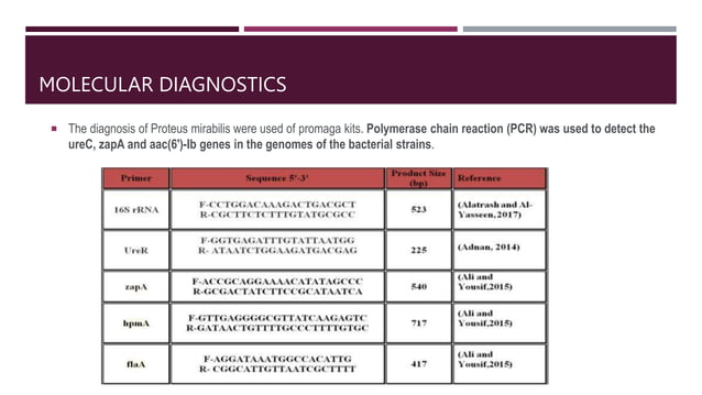 Proteus Mirabilis.pptx | Infectious Diseases | Diseases and Conditions