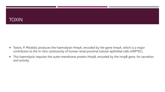 Proteus Mirabilis.pptx | Infectious Diseases | Diseases and Conditions