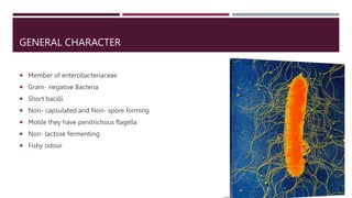 Proteus Mirabilis.pptx