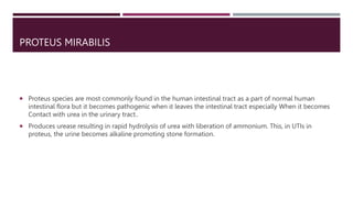 Proteus Mirabilis.pptx