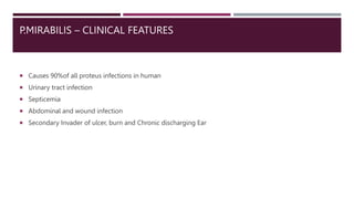 Proteus Mirabilis.pptx