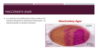 Proteus Mirabilis.pptx