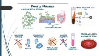 proteus mirabilis | PPTX