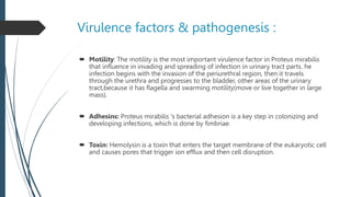 proteus mirabilis | PPTX