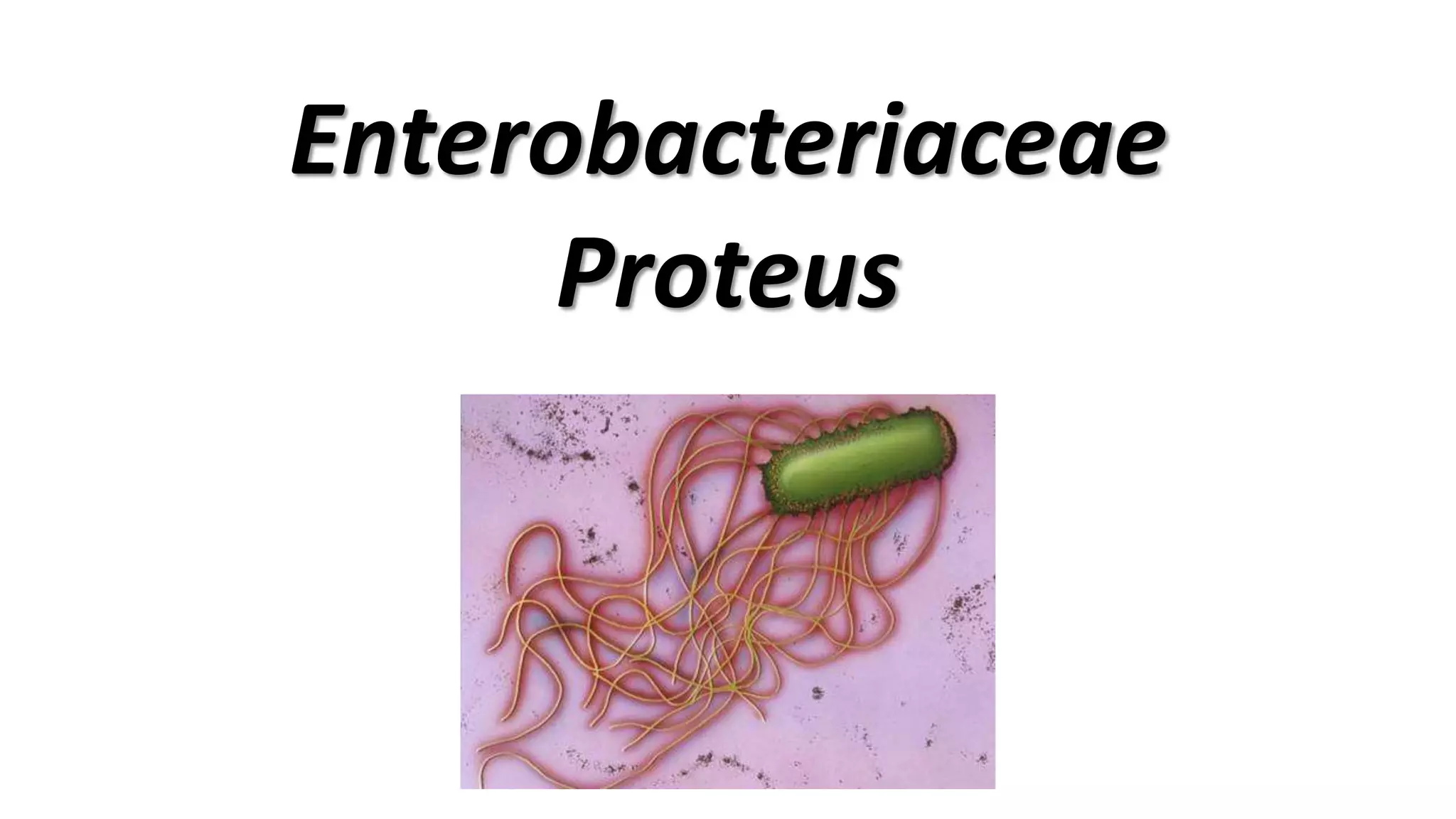 Proteus spp. | PPTX