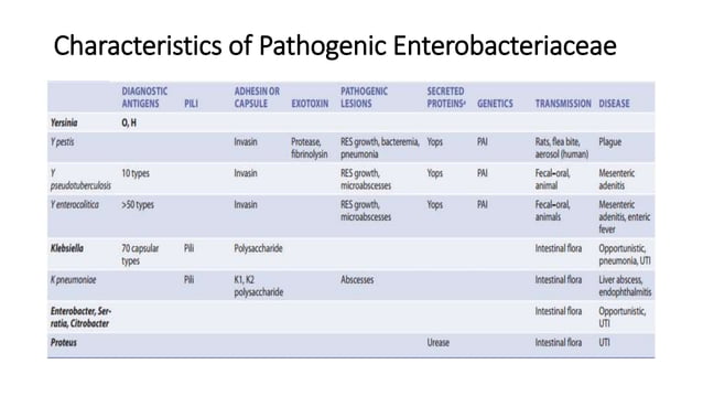 Proteus spp. | PPTX | Infectious Diseases | Diseases and Conditions
