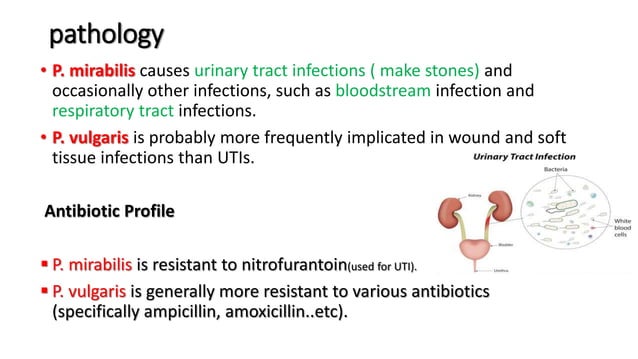 Proteus spp. | PPTX | Infectious Diseases | Diseases and Conditions