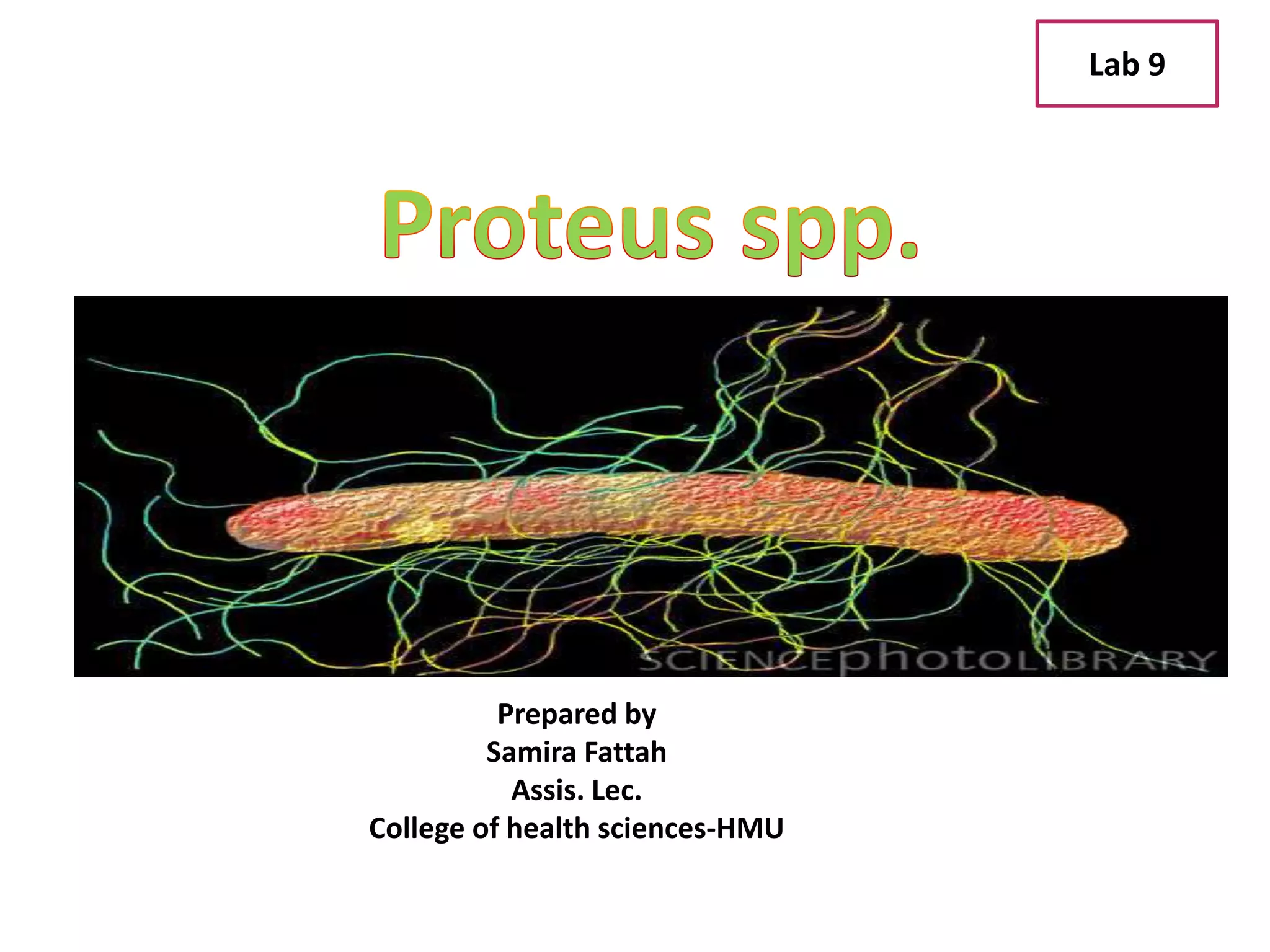 Proteus spp lecture | PPTX