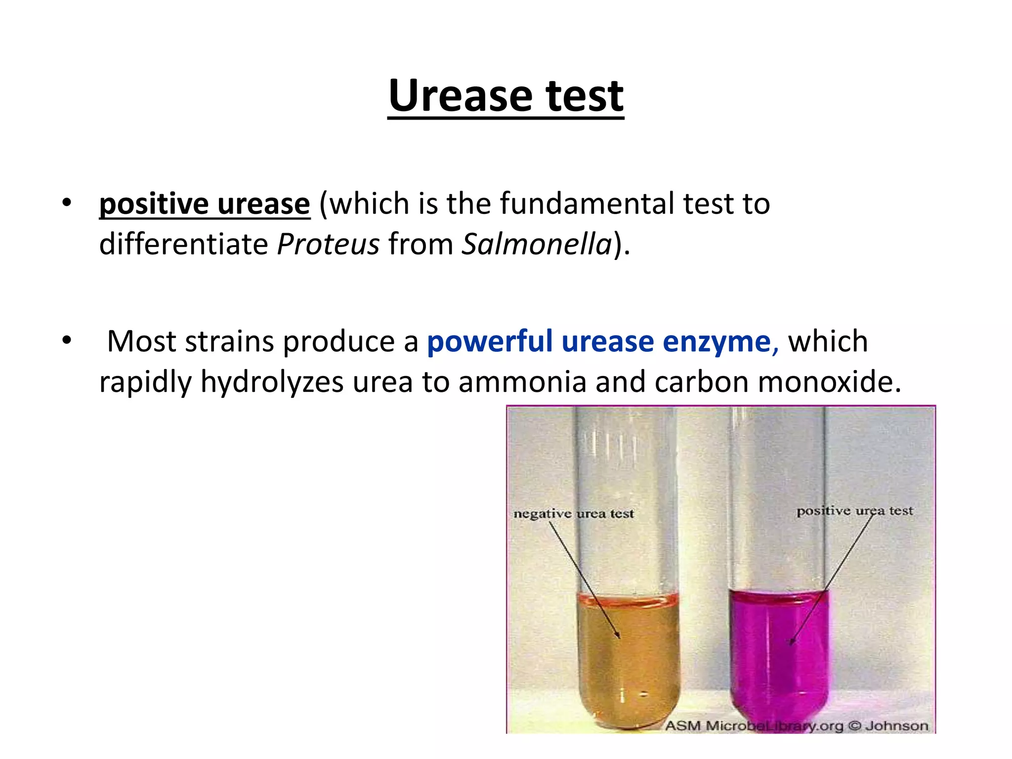 Proteus Spp Lecture Pptx