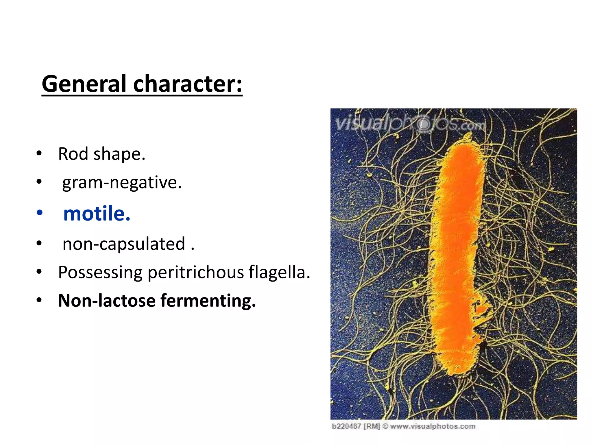 Proteus spp lecture | PPTX
