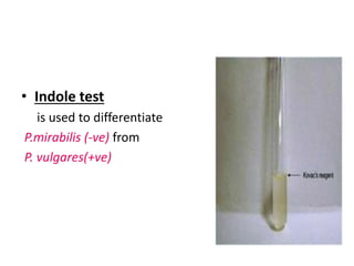 Proteus spp lecture | PPTX