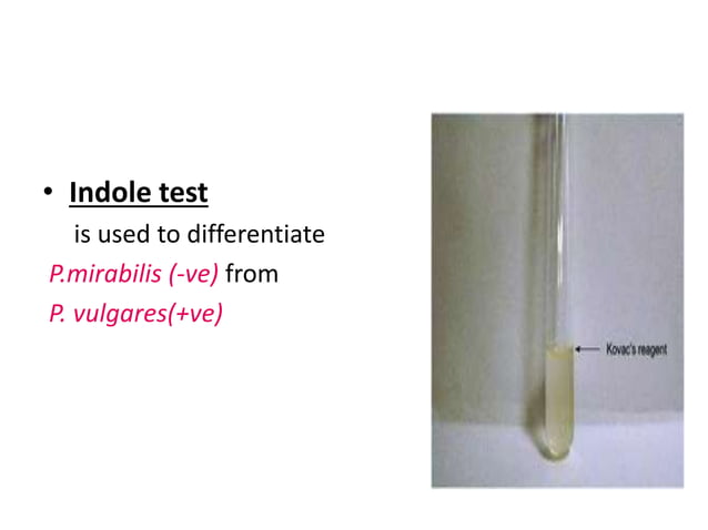 Proteus spp lecture | PPTX