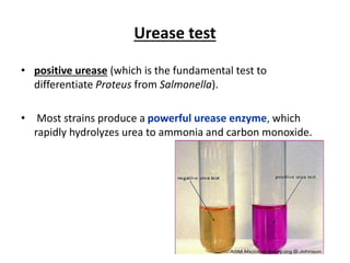 Proteus spp lecture | PPTX