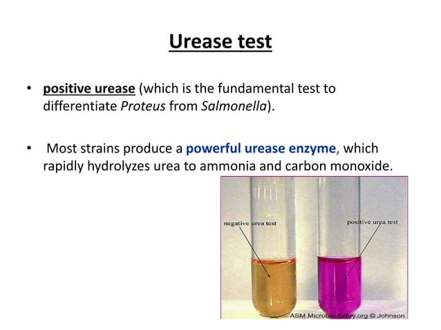 Proteus spp lecture | PPTX