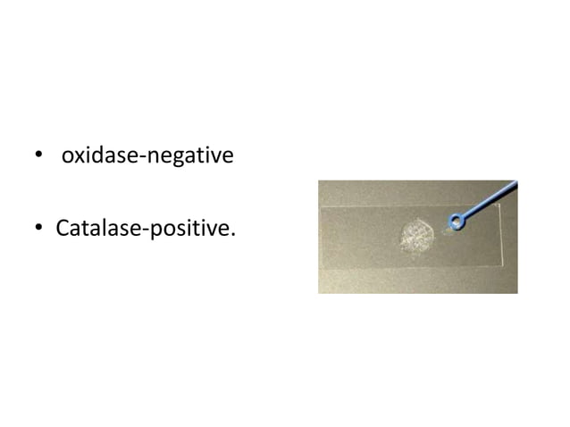Proteus Spp Lecture Pptx