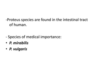 Proteus spp lecture | PPTX