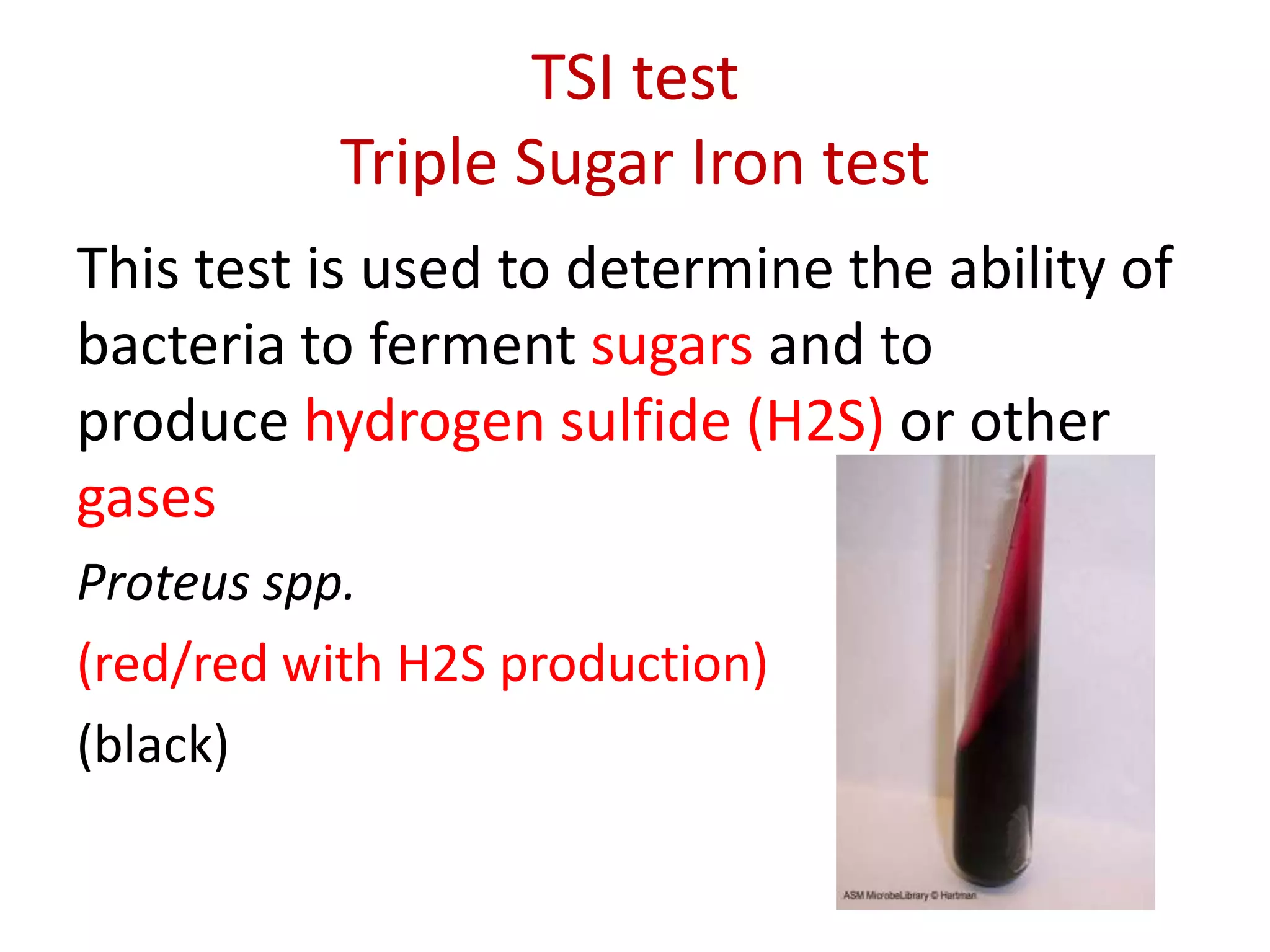 Proteus spp (2) | PPTX