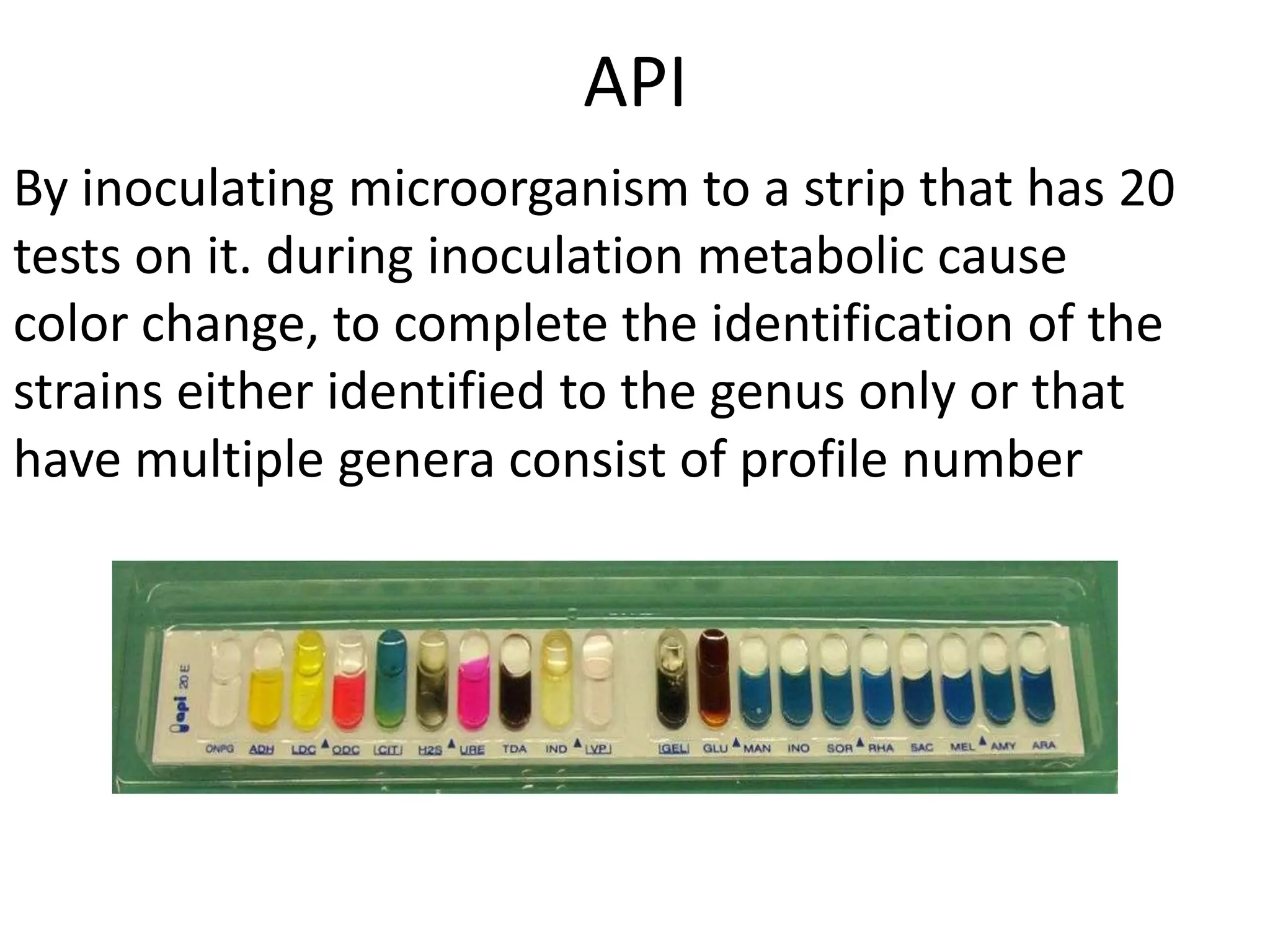 Proteus spp (2) | PPTX