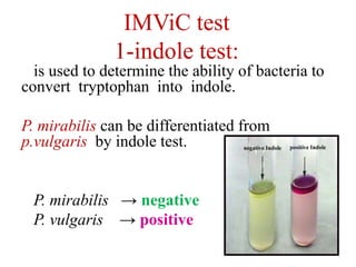 Proteus spp (2) | PPTX