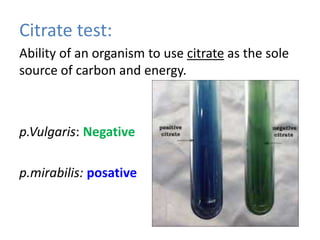 Proteus spp (2) | PPTX
