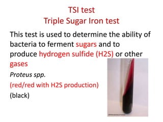 Proteus spp (2) | PPTX