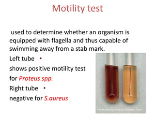 Proteus spp (2) | PPTX