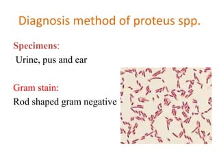 Proteus spp (2) | PPTX