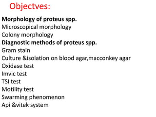 Proteus Vulgaris Morphology