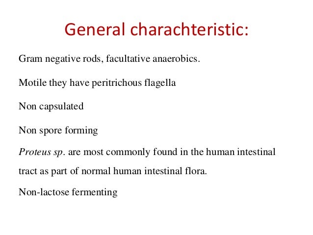 Morphology Culture Characteristics Of Proteus Vulgaris